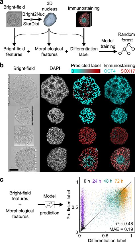 Bright Field And Predicted Morphological Features Predict Single Cell Download Scientific