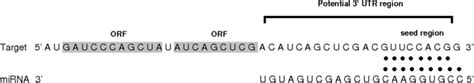 Schematic Illustration Of The Strategy Used To Predict Mirna Targets