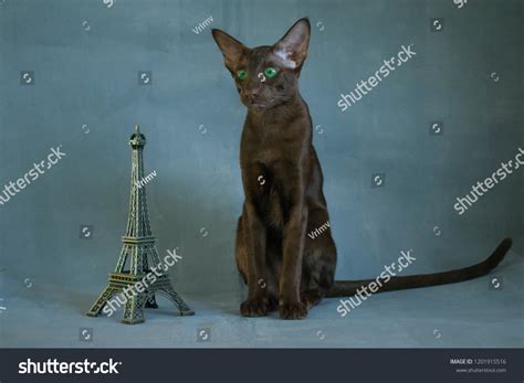52 Eiffel Tower Cats Stock Photos Images Photography Shutterstock