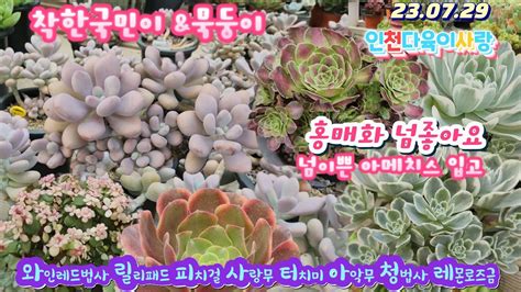 인천다육이사랑2묵둥이와인레드법사아메치스피치걸홍매화레몬로즈금꿩의비름아악무캐시미어철화청법사썬로즈터치미휴밀리스사랑무릴리패드 Youtube