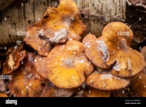 Pinhole Photography Natural Patterns Seriesnew Age Defying Digital