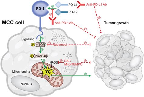 Science子刊：新研究揭示肿瘤细胞内生性pd 1促进梅克尔细胞癌生长的新机制 癌症研究专区 生物谷