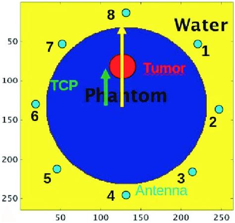Set Up Of 2d Simulations In Fdtd Based Code Shows A Cylindrical Phantom
