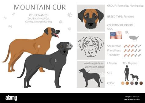 Can A Treeing Cur Guard A Home