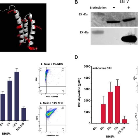 Non Specific Binding Of Antibodies By S Aureus Disrupts Complement