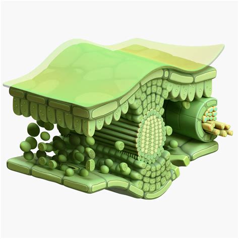3d Leaf Layers