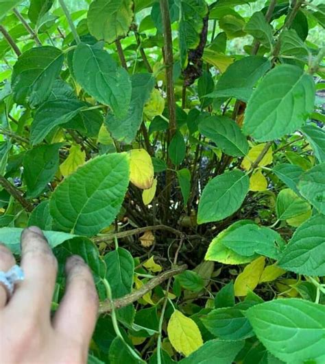 6 Reasons For Hydrangea Leaves Turning Yellow [with Solutions]