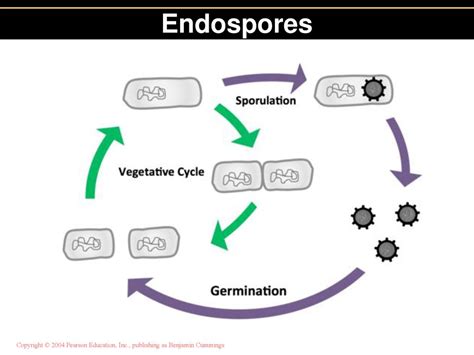 Functional Anatomy Of Prokaryotic Ppt Download