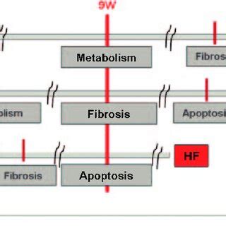 Hypothetic Model Female Sex And ERb Influence The Progression From Download Scientific Diagram