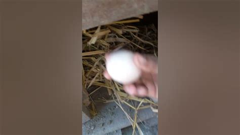 মুরগির ঘর থেকে ডিম আনলাম 🥰 Youtube