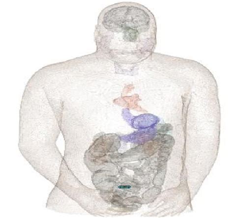 Position Of The Wce Antenna For Sar Analysis Download Scientific Diagram