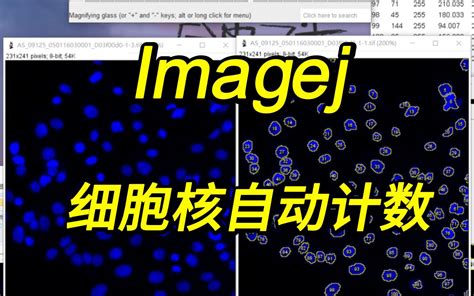 用imagej对细胞核自动计数（相似结构也行） bili 51137479314 默认收藏夹 哔哩哔哩视频