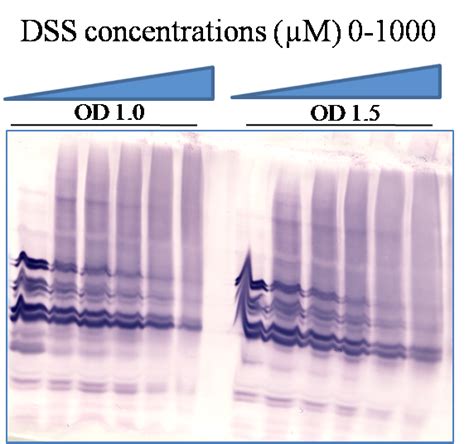 How To Optimize The Cross Linking Condition With A Glycosylated Protein