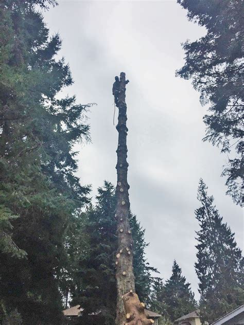 Tree Removal Pruning Pruning Plus