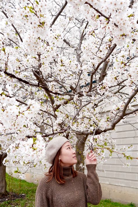 Shuk Han Li On Linkedin Enjoy My First Experience Of Cherry Blossom In Canada Toronto 🇨🇦