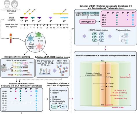 Seungtaek Kim On Linkedin An Ancestral Sars Cov 2 Vaccine Induces Anti