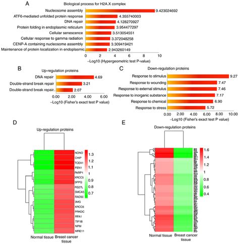 Acetylation And Succinylation Of H2a X Complexes May Affect Ddr In Download Scientific Diagram