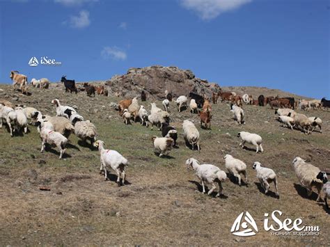 Дорнод аймагт малын гоц халдварт Хонины цэцэг өвчин гарчээ Isee Mn