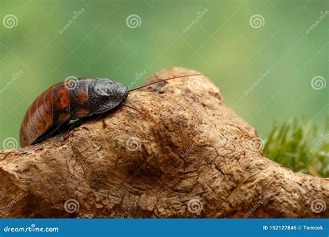 Close Up Of Cockroach Isolated On White Background Closeup Cockroach