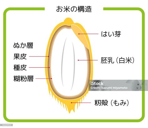 일본버전의 쌀 구조다이어그램 왕겨 현미 박쌀 흰쌀밀기울층 단면 일러스트 심플 벡터 일본어 버전 쌀 구조 다이어그램 쌀 껍질 현미