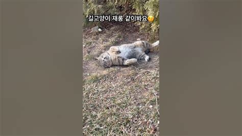 길고양이 재롱 같이봐요😚 고양이강아지헌터 고양이 Cat Cute 길냥이 Youtube