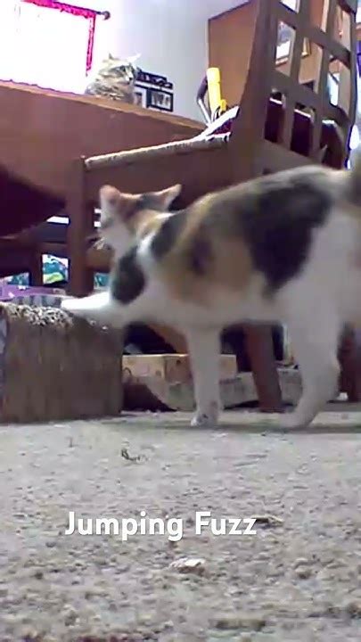 Jumping Fuzz Tail Catsofyoutube Catsplaying Fuzzytail Youtube