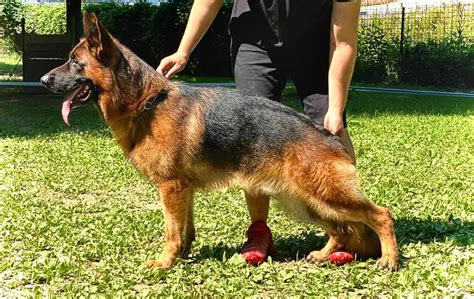 Ganassa Di Ca San Marco Igp 1 Allevamento Ca Sanmarco Facebook