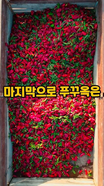 베트남 푸꾸옥에서 즐길 수 있는 특별한 미식 여행 Youtube