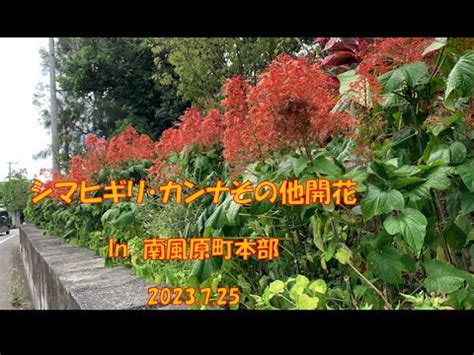 シマヒギリカンナその他開花 in 南風原町本部 2023 7 25 YouTube
