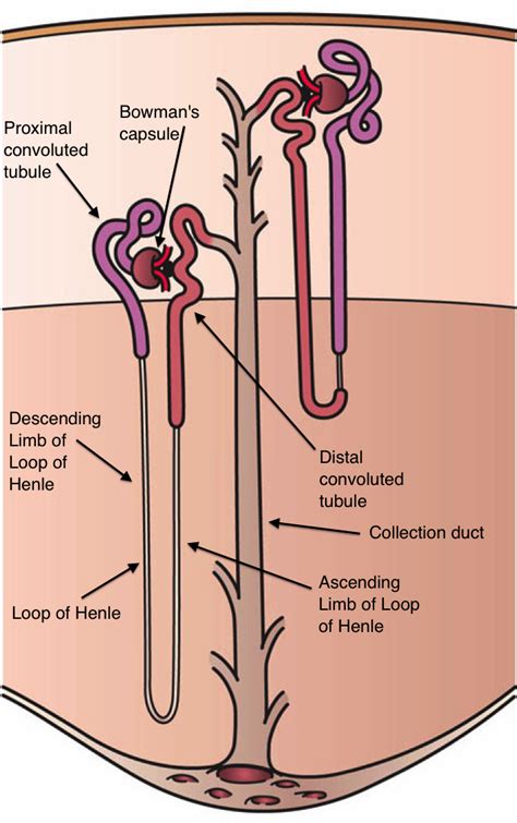Difference Between Cortical And Juxtamedullary Nephron Difference Between