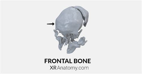 The Frontal Bone In Ar For Free