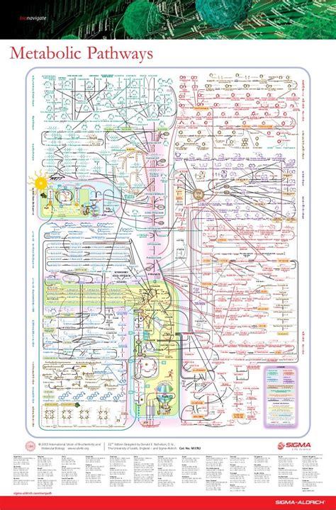 Metabolic Pathways