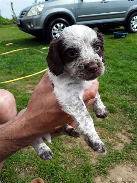 Cocker Spaniel Puppies For Sale West Sussex Forever Puppy