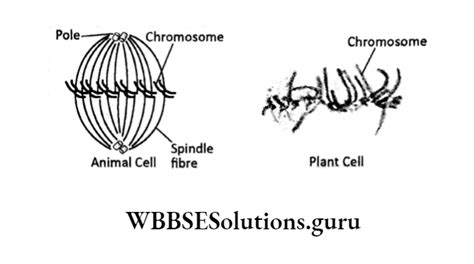 Wbbse Solutions For Class 10 Life Science Chapter 2 Cell Division And Cell Cycle Wbbse Solutions