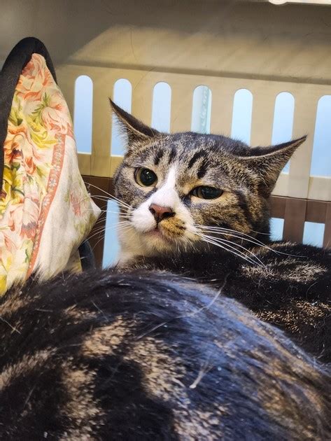 코리안숏헤어 메이 샴입양 셀커크렉스입양 스코티쉬폴드입양 스핑크스입양 아메리칸숏헤어입양 아비시니안입양 터키시앙고라입양 페르시안입양