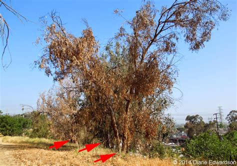 Corralitas Red Car Property Red Car Property Dead And Dying Eucalyptus