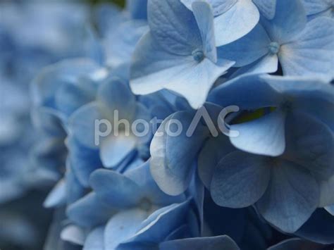 北鎌倉 明月院の紫陽花のアップ No 28735856写真素材なら写真AC無料フリーダウンロードOK