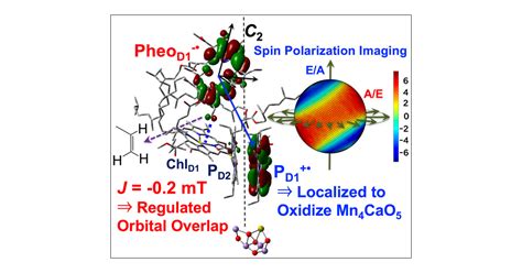 Regulated Electron Tunneling Of Photoinduced Primary Charge Separated State In The Photosystem