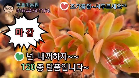 🤗넌~내꺼하자~단품120종입니다~다육판매다육식물반려식물축제비바위솔청주다육충북다육대전다육기온차공기정화식물천안