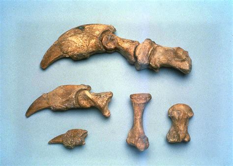 Monticello Megalonyx Jeffersonii Fossils