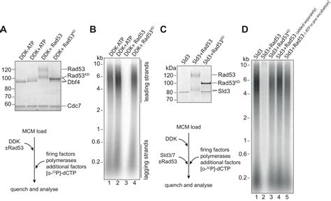 Rad53 Checkpoint Kinase Regulation Of Dna Replication Fork Rate Via Mrc1 Phosphorylation Elife