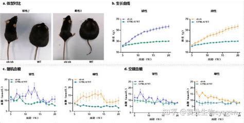 肥胖症研究小鼠介绍（上）：leplepr经典通路模型 知乎