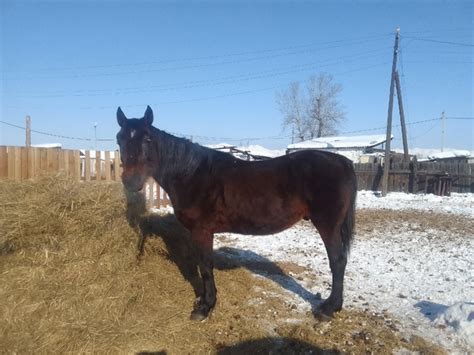 Челер аскыр садып турар 9харлыг чугле аскырландырар,холу урелик,аскыр ...