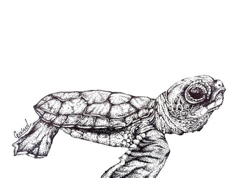 Loggerhead Sea Turtle Drawing At PaintingValley Com Explore Collection Of Loggerhead Sea