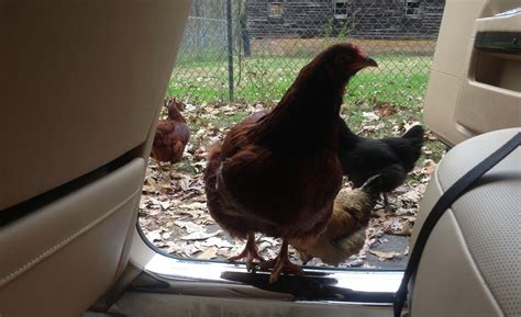 Of Hovercraft Heroes And Hens The New York Times