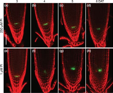 The Structure Of The Root Tip And The Root Cap In Transgenic Download Scientific Diagram