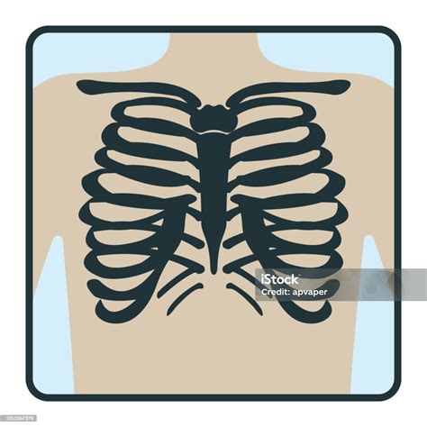 흉부 케이지 뼈 흉부 엑스레이 개념 아이콘 흰색 평평한 벡터 일러스트레이션에 격리 된 Roentgen 인체 이미지 인간 유기체의 골격 부분 Radiographer에 대한