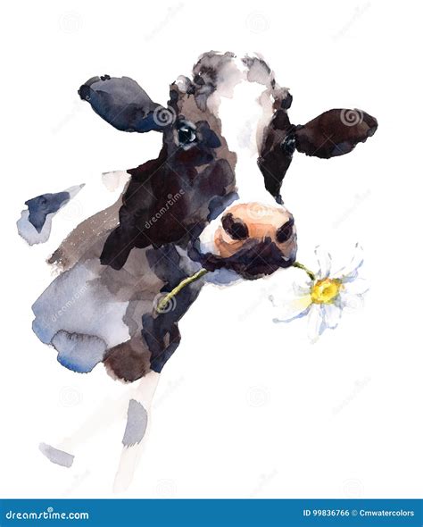 Kuh Aquarell Vieh Illustration Handgemalt Stock Abbildung Illustration Von Haustiere