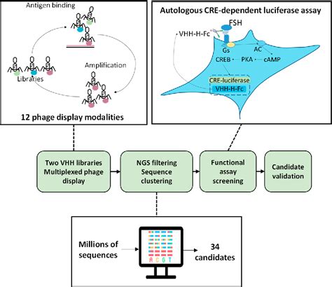 Figure 1 From Combined Multiplexed Phage Display High Throughput Sequencing And Functional