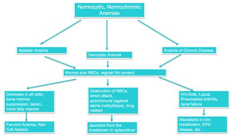 Understanding The Types Of Anemia Nursing CEU Nursing CE Central
